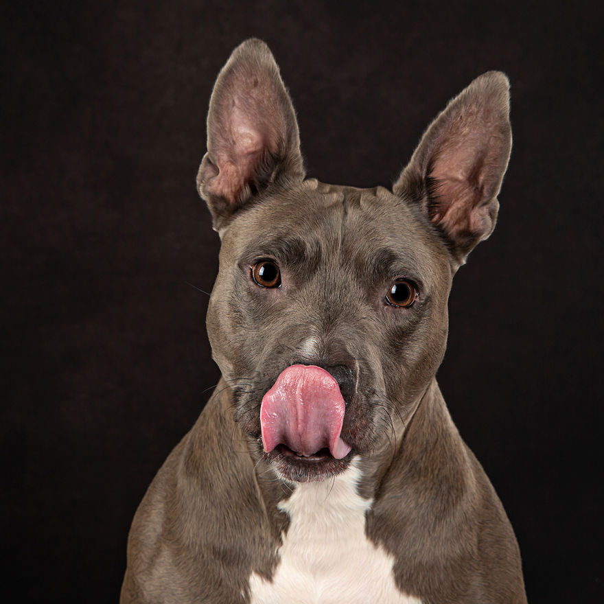I Photograph Dogs Curling Their Tongues In The Funniest Ways (26 Pics)