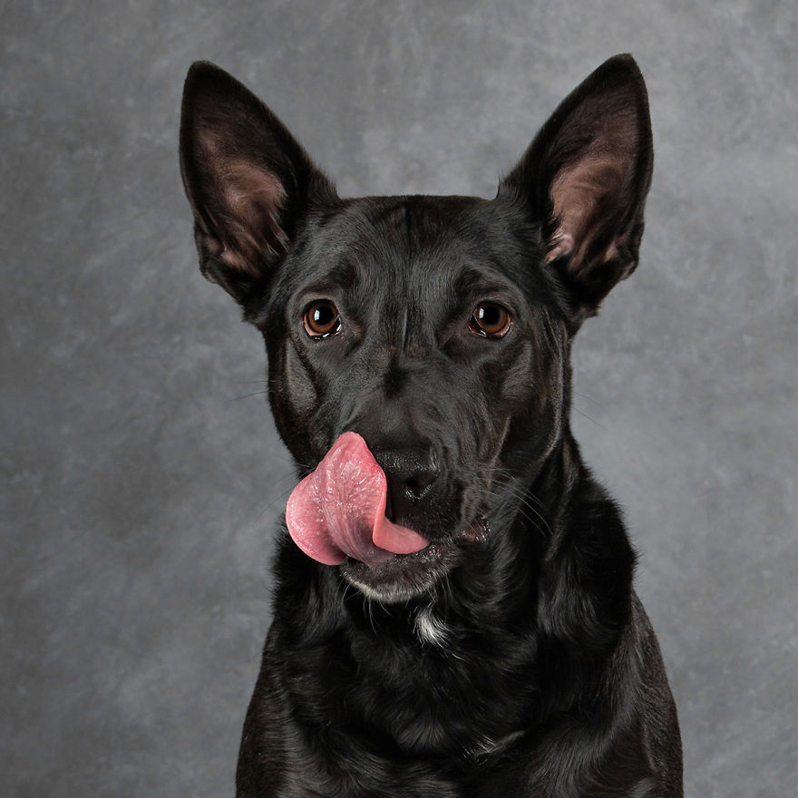 I Photograph Dogs Curling Their Tongues In The Funniest Ways (26 Pics ...