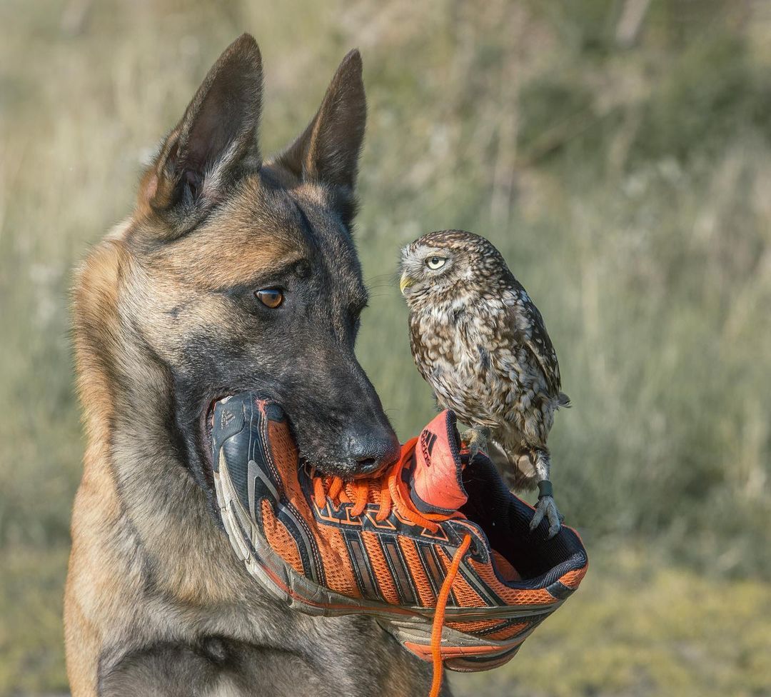 This Photographer Has Captured The Tender Friendship Between a Dog And ...