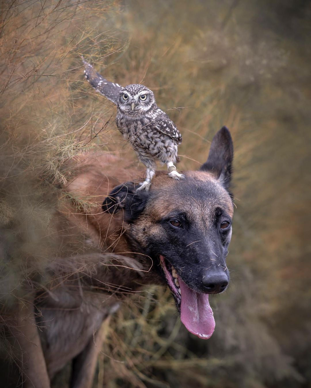 This Photographer Has Captured The Tender Friendship Between a Dog And ...