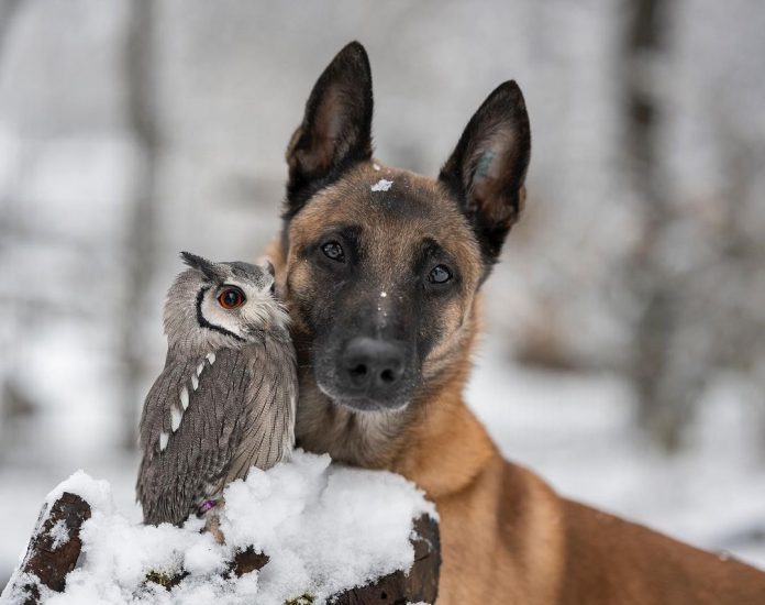 This Photographer Has Captured The Tender Friendship Between a Dog And ...
