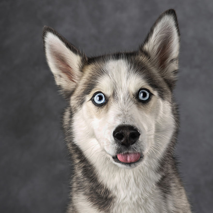 I Photograph Dogs Curling Their Tongues In The Funniest Ways (26 Pics ...
