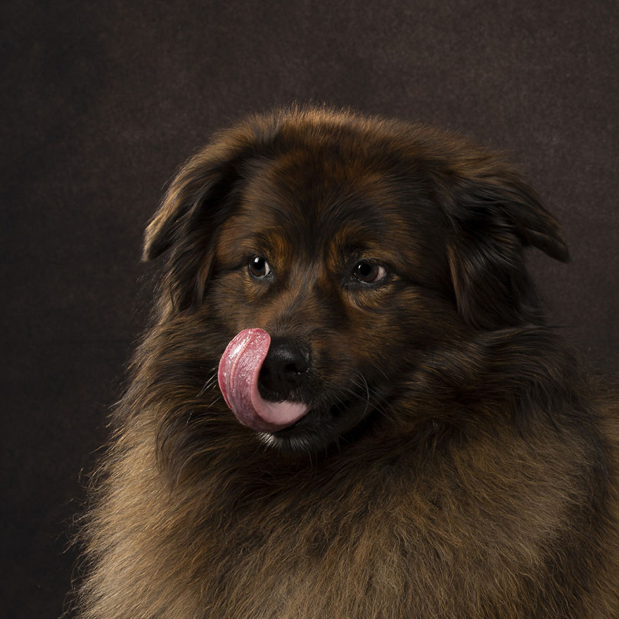 I Photograph Dogs Curling Their Tongues In The Funniest Ways (26 Pics ...