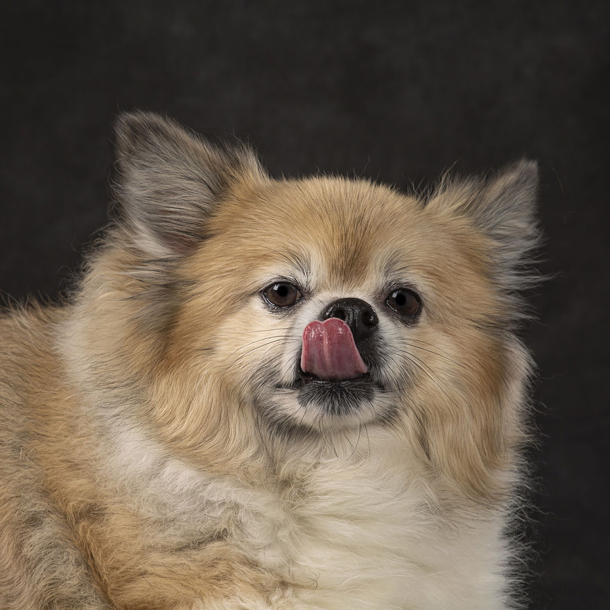 I Photograph Dogs Curling Their Tongues In The Funniest Ways (26 Pics ...