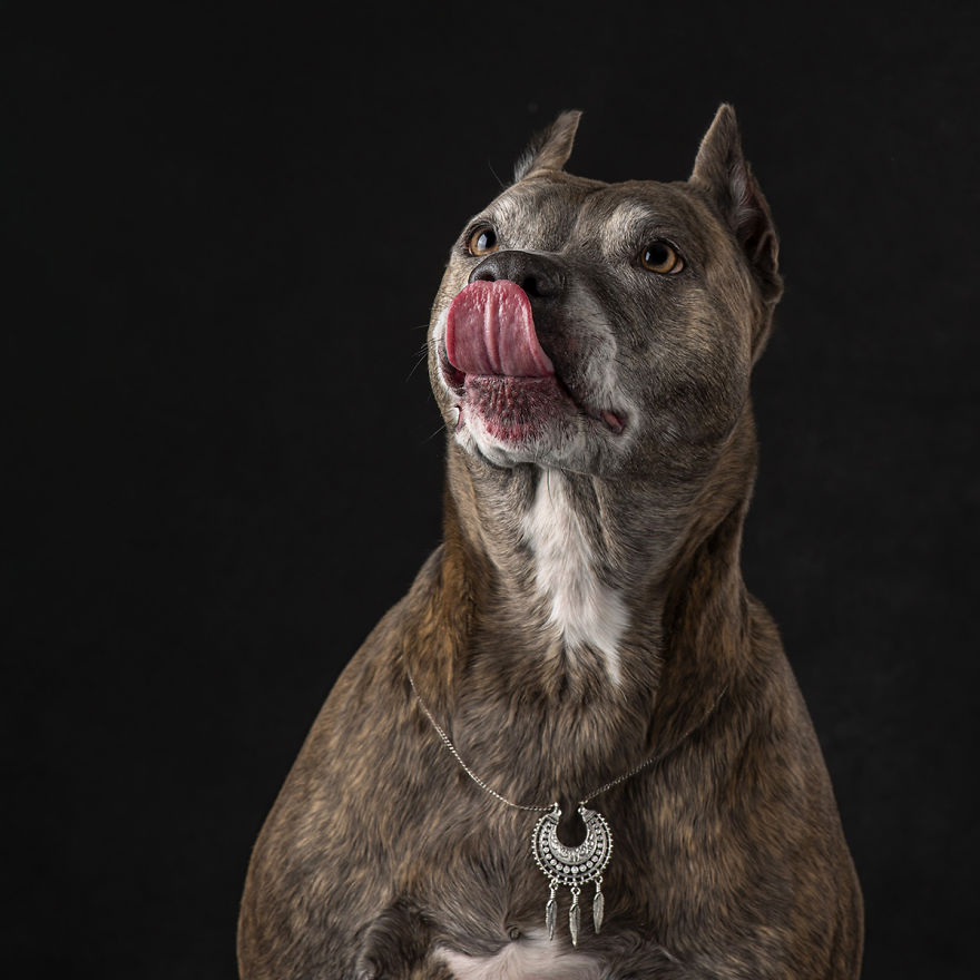 I Photograph Dogs Curling Their Tongues In The Funniest Ways (26 Pics ...