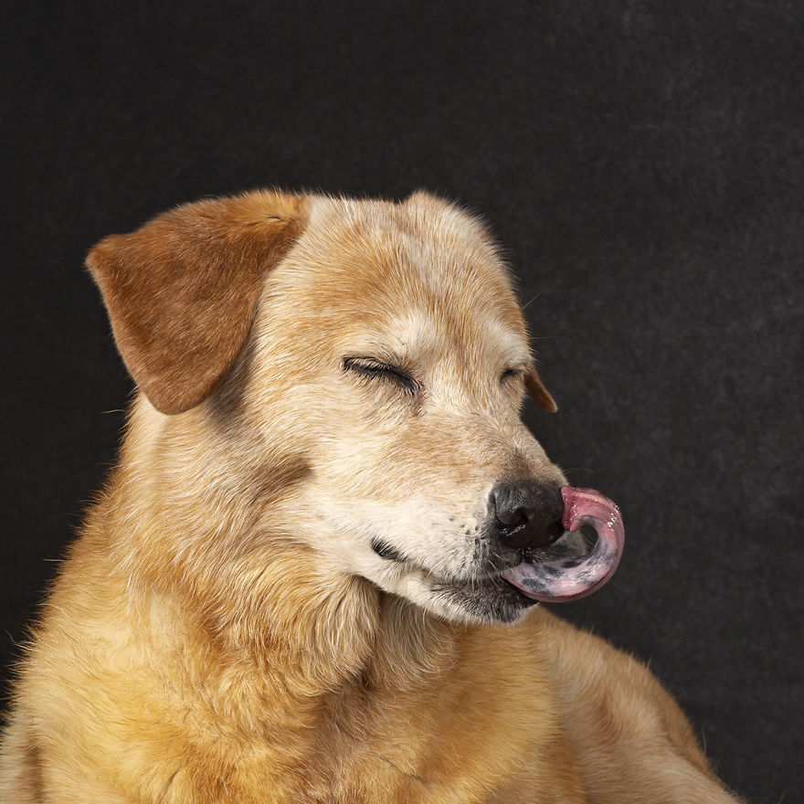 I Photograph Dogs Curling Their Tongues In The Funniest Ways (26 Pics ...