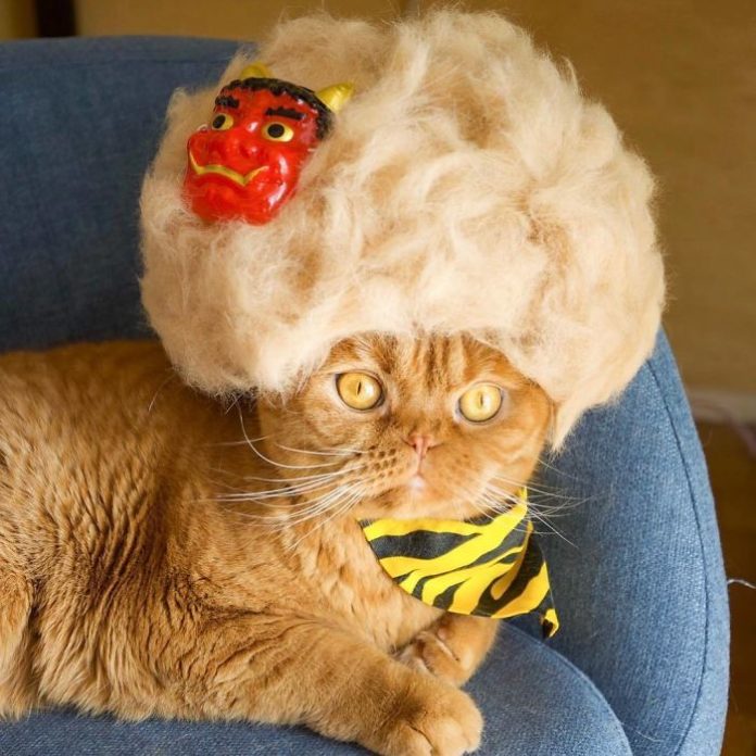 This Japanese Artist Creates Hats For Cats Made From Their Own Hair (30 ...
