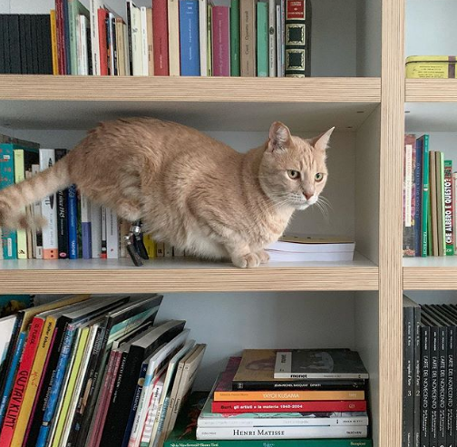 Bionic Cat Vito Becomes ‘Superstar’ With His Prosthetic Legs