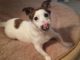 Dog without nose is rescued from the streets and finds family that ...
