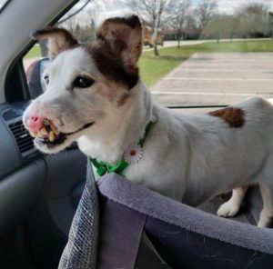 Dog without nose is rescued from the streets and finds family that ...
