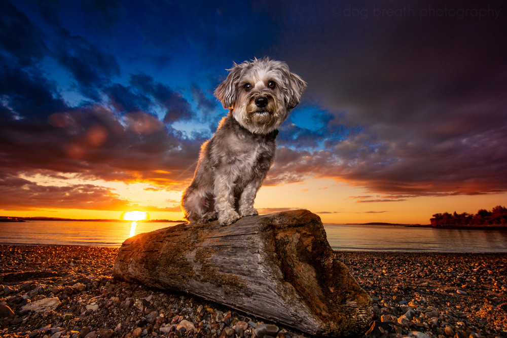 Dogs portrayed as supermodels in the cute and funny 20 photos of Kaylee ...