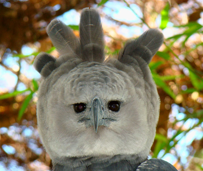 This Harpy Eagle Is So Big, It Looks Like A Human In A Costume - Kitten ...