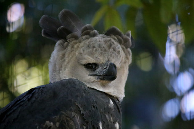 This Harpy Eagle Is So Big, It Looks Like A Human In A Costume - Kitten ...