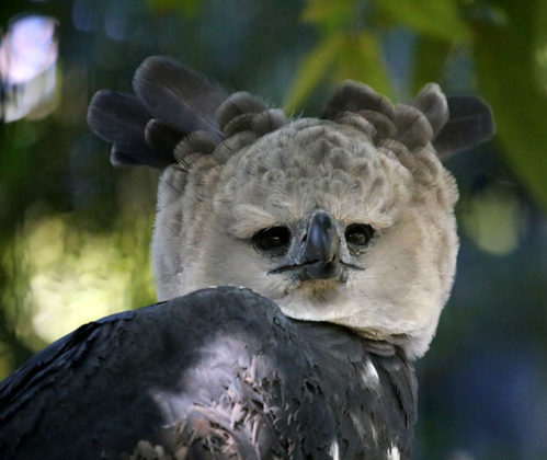 This Harpy Eagle Is So Big, It Looks Like A Human In A Costume - Kitten ...