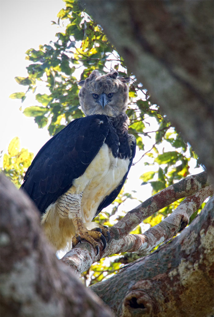 This Harpy Eagle Is So Big, It Looks Like A Human In A Costume - Kitten ...