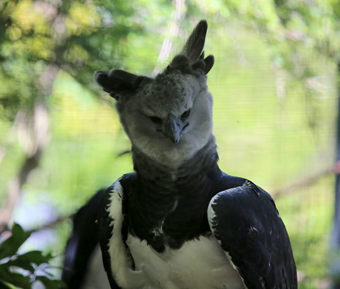 This Harpy Eagle Is So Big, It Looks Like A Human In A Costume - Kitten ...