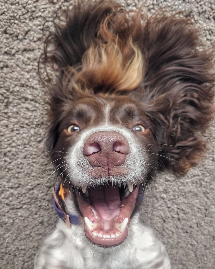 This Cute Dog Has Such Fabulous Hair That It Has Made Him Instagram ...