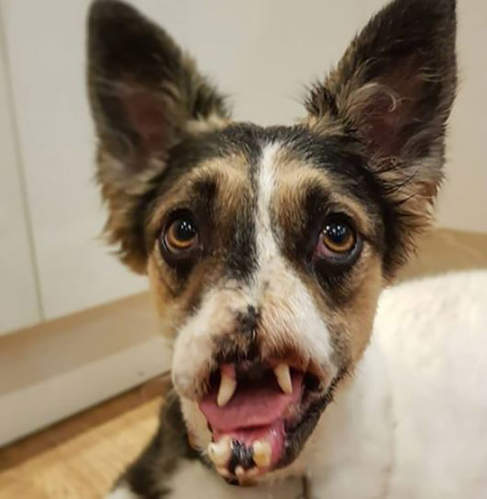 Dog rejected for his appearance for years finds a family that loves him ...