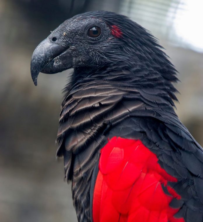 Apparently, Dracula Parrots Are A Thing And They Might Be The Most ...