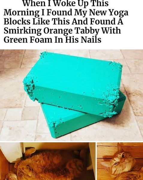 Cat memes 2020 That Will Made Your Day 1000% Batter | Kitten Vs Puppy