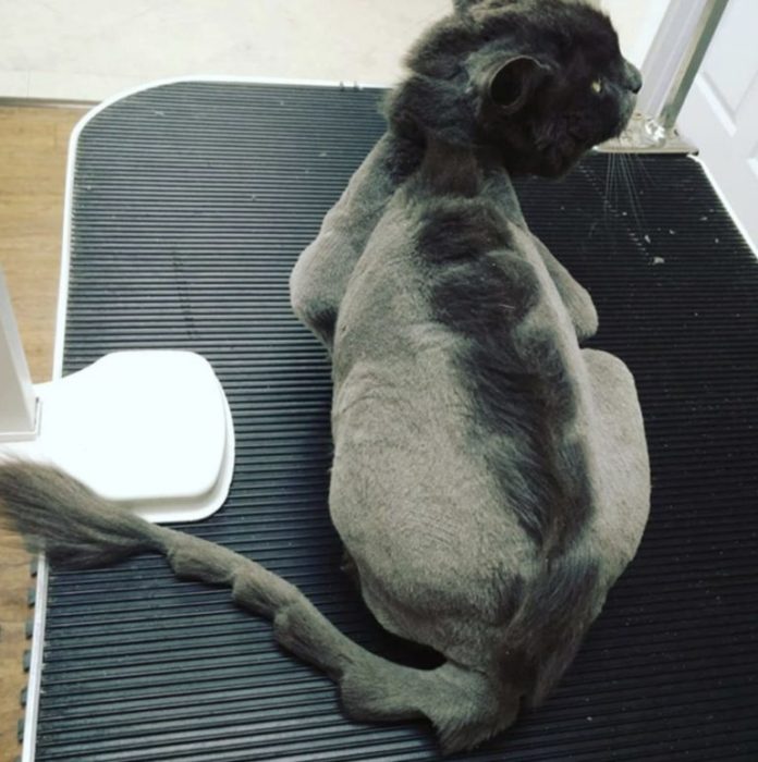 Take Adorable Pictures Of Your Cat In The All New Dinosaur Haircut 14 ...