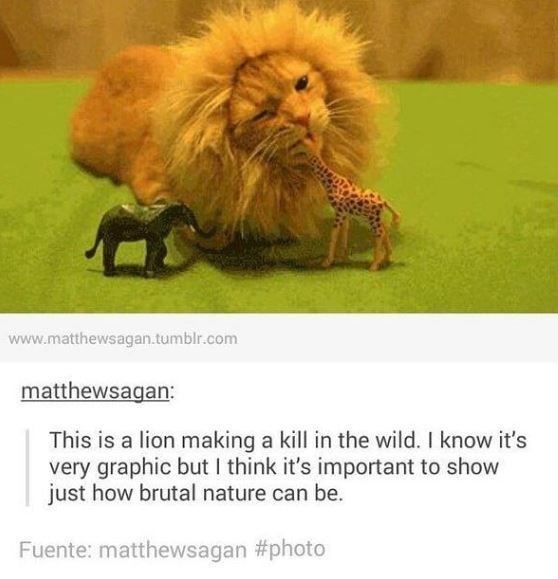 Cat memes 2020 That Will Made Your Day 1000% Batter | Kitten Vs Puppy