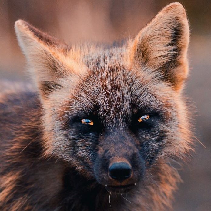 Guy Earns The Trust Of A Black And Orange Fox, Shares 20 Stunning Pics ...