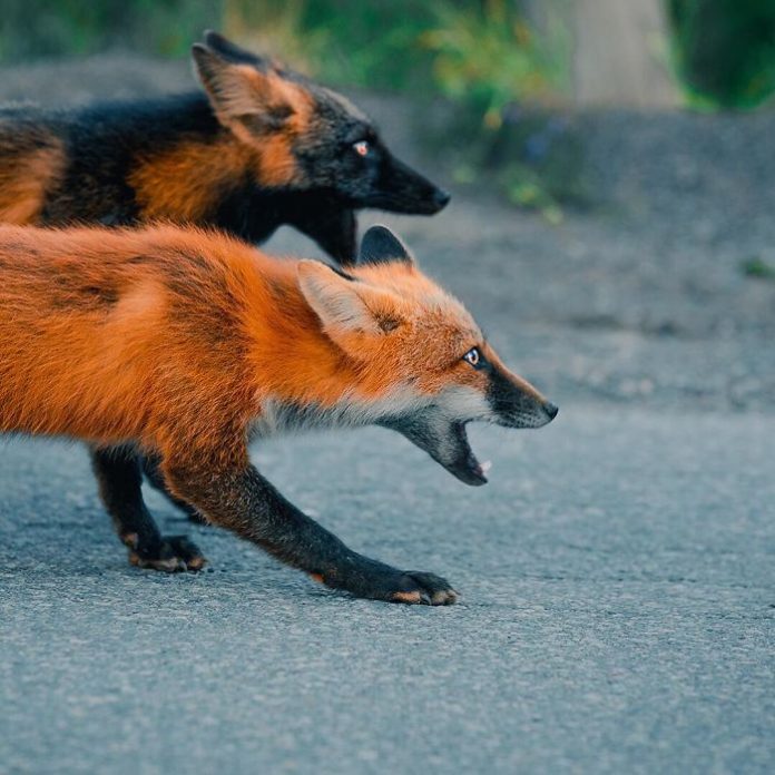 Guy Earns The Trust Of A Black And Orange Fox, Shares 20 Stunning Pics ...