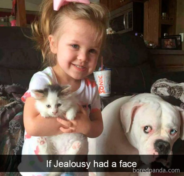 30 Cute and funny doggo snapchats That Will Hopefully Make Your Day ...