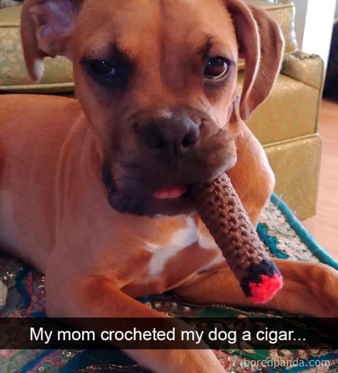 30 Cute and funny doggo snapchats That Will Hopefully Make Your Day ...