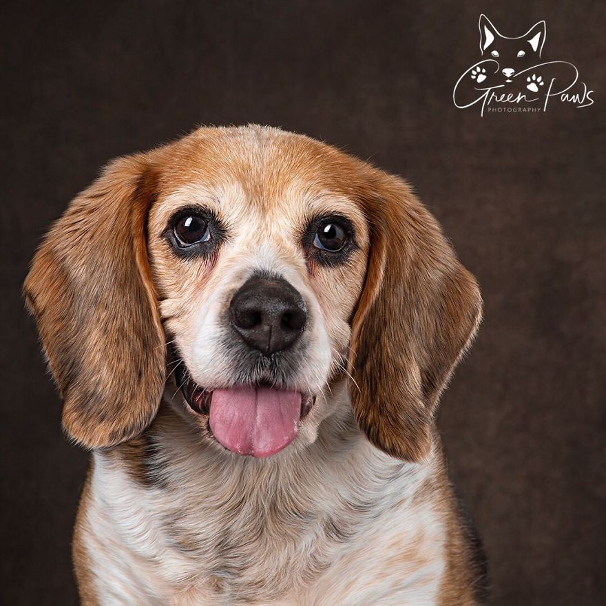 I Photograph Dogs Curling Their Tongues In The Funniest Ways (26 Pics)