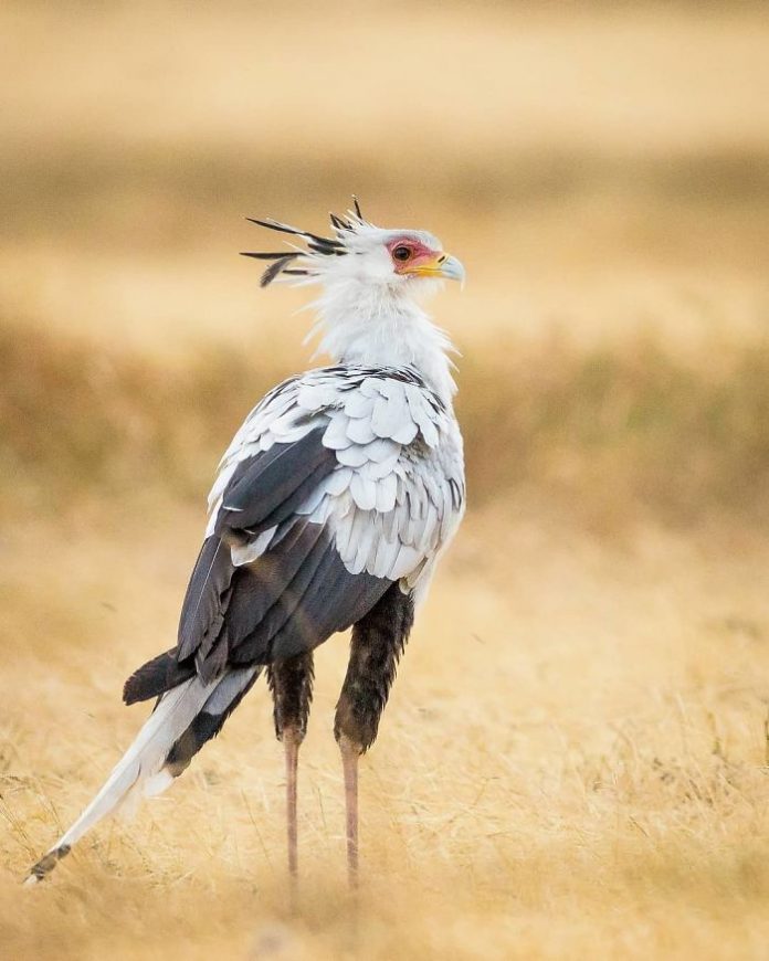 The Secretary Bird Is So Gorgeous, It Could Easily Become A Character ...