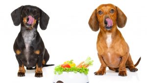 Can Dogs Eat Lettuce? Is Lettuce Good For Dogs? - Kitten Vs Puppy