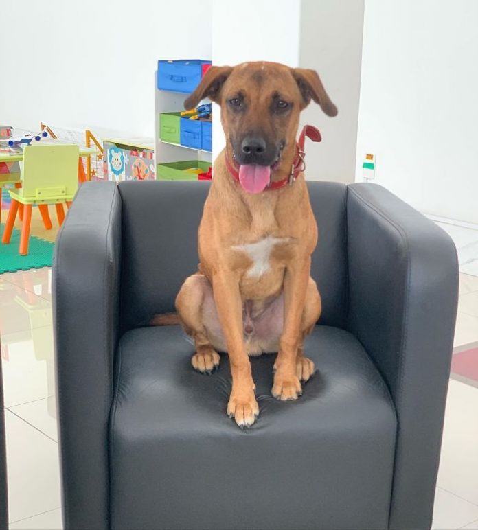 Stray Dog Keeps Visiting A Hyundai Dealership, They Give Him A Job And ...