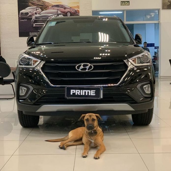 Stray Dog Keeps Visiting A Hyundai Dealership, They Give Him A Job And ...