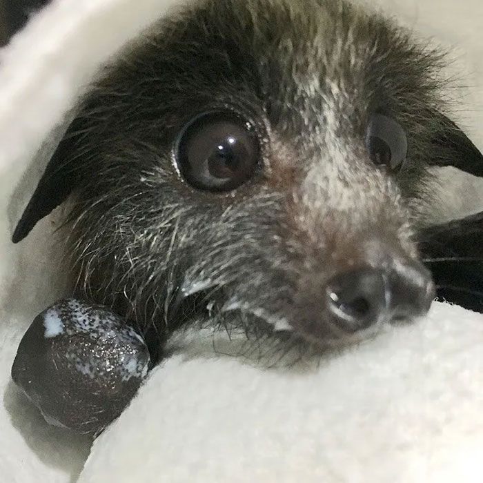 A Bat Rescue Organization Posted These 30 Pics Of Bats Being Cute To ...
