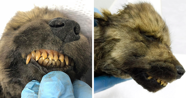 Scientists are baffled by 18,000-year-old "wolf-dog" cub found frozen ...