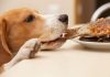 Can Dogs Eat Fish? Is Fish Good For Dogs? Find Out Now!