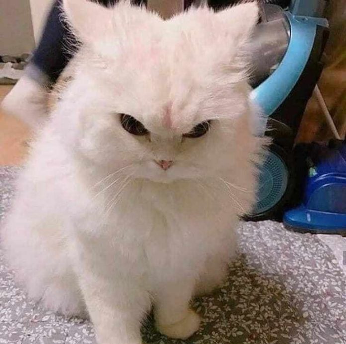 15+ ANGRY CATS YOU DEFINITELY DON’T WANT TO MESS WITH - Kitten Vs Puppy