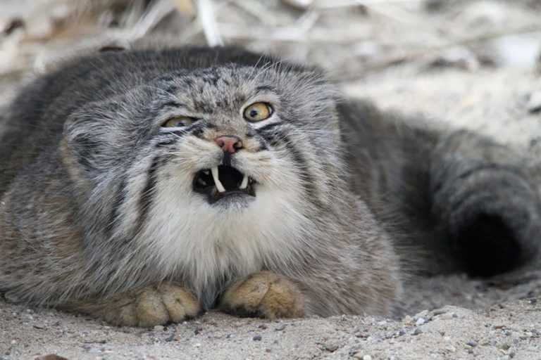 21 Rare Wild Cat Species You Probably Didn’t Know Exist - Kitten Vs Puppy