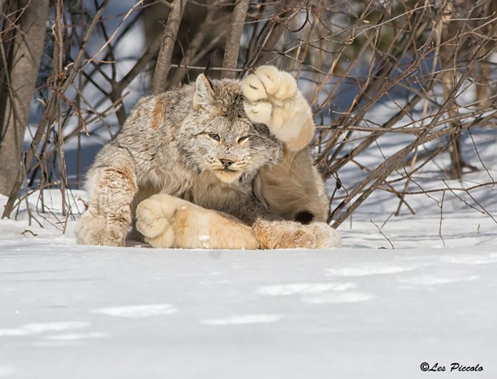21 Rare Wild Cat Species You Probably Didn’t Know Exist - Kitten Vs Puppy
