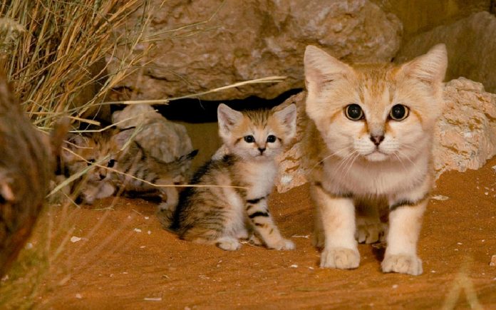 21 Rare Wild Cat Species You Probably Didn’t Know Exist - Kitten Vs Puppy