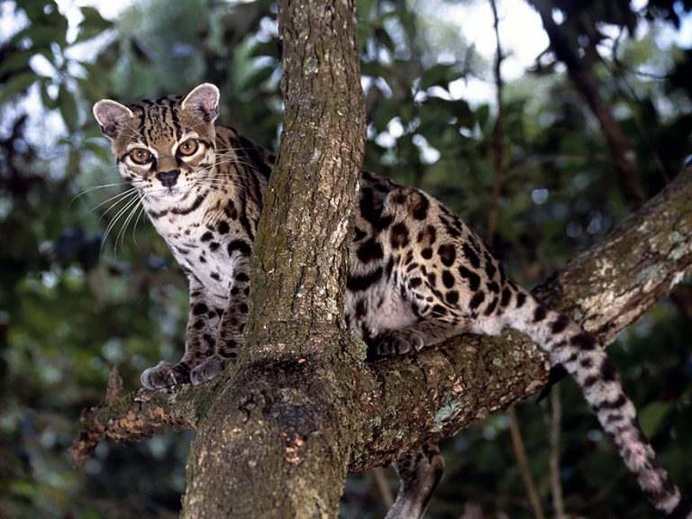 21 Rare Wild Cat Species You Probably Didn’t Know Exist - Kitten Vs Puppy