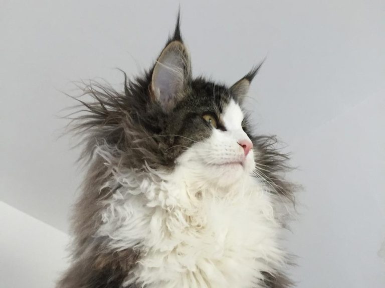 Norwegian forest cat Cute Pictures And Breed Information - Kitten Vs Puppy
