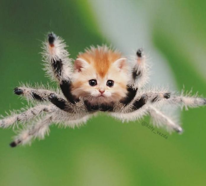 This Instagram Account Makes Random Things Look Better By Adding Cat ...