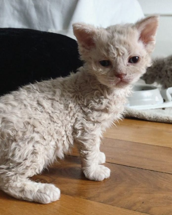 These cats are very different from the ones you usually see (20 photos ...