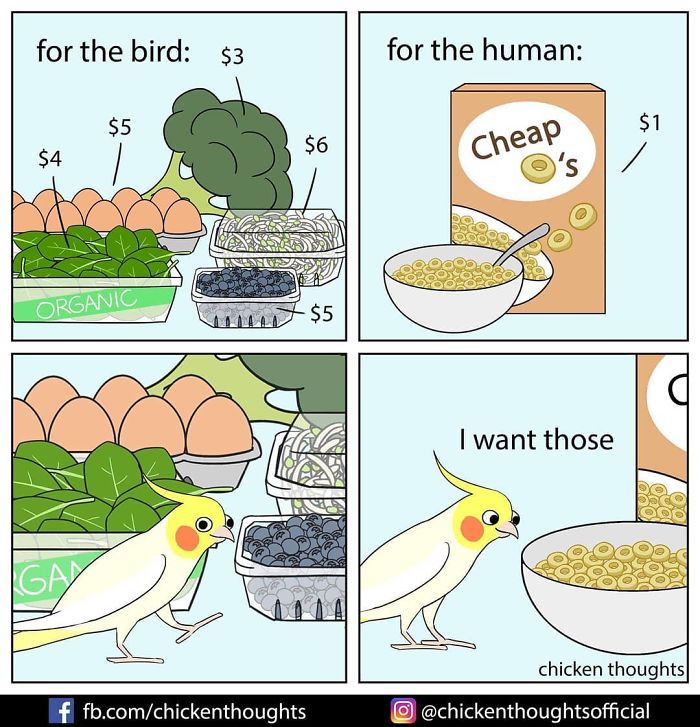 30 Cute And hilarious Comics about parrots, That will make you day