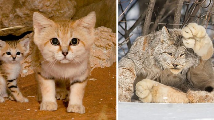 21 Rare Wild Cat Species You Probably Didn’t Know Exist - Kitten Vs Puppy
