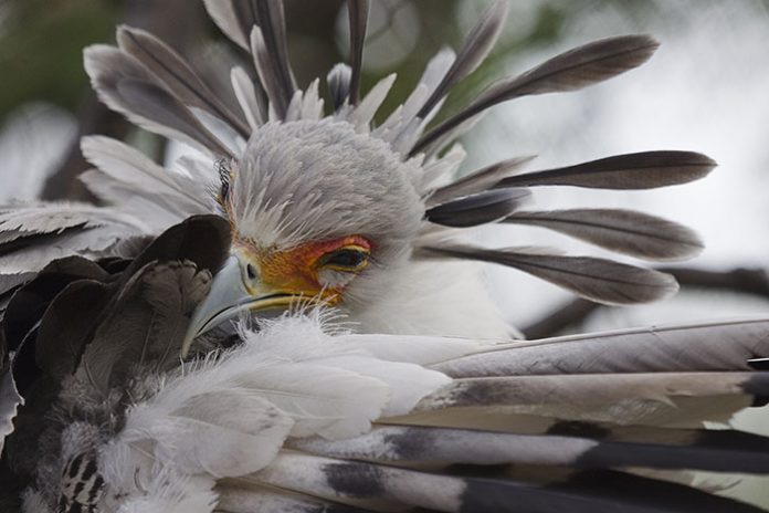 The Secretary Bird Is So Gorgeous, It Could Easily Become A Character ...