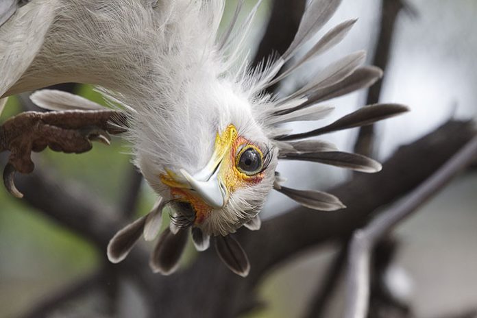 The Secretary Bird Is So Gorgeous, It Could Easily Become A Character ...
